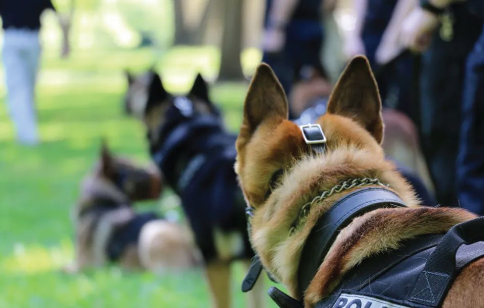 K-9 Training - Northern California Regional Public Safety Training ...